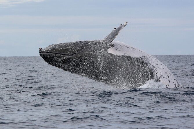 Whale Watching in Coffs Harbour - Frequently Asked Questions