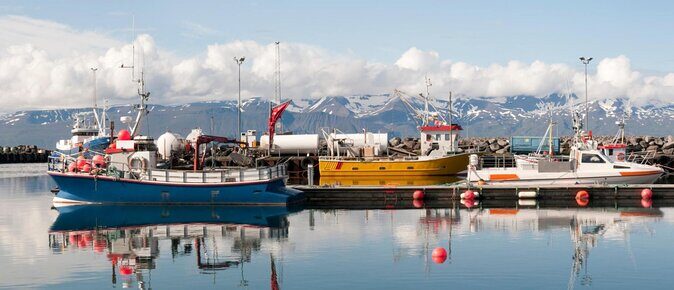Whale Watching in Husavik - What Makes This Whale Watching Tour Stand Out?