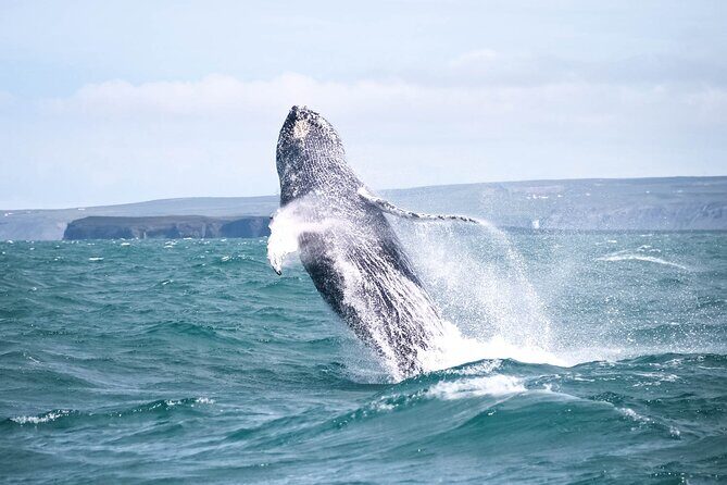 Whale Watching in Husavik - The Itinerary and What to Expect