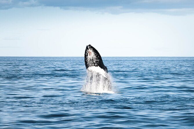 Whale Watching in Husavik - The Sum Up