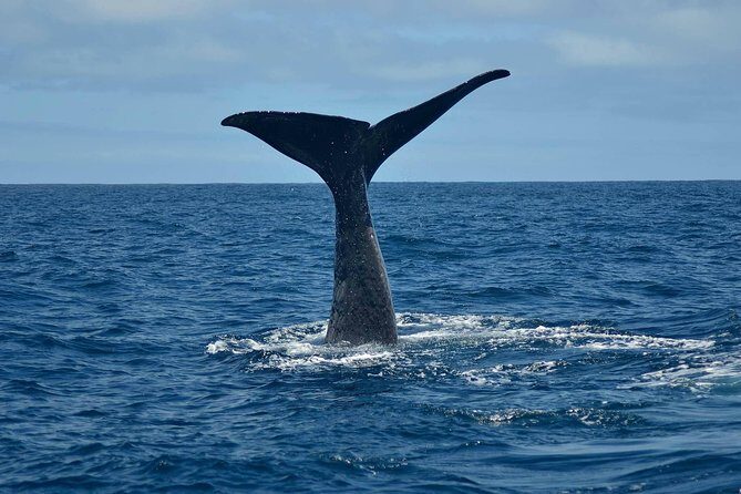 Whale Watching in Kaikoura by Boat - An Authentic Look at the Kaikoura Whale Watching Experience  