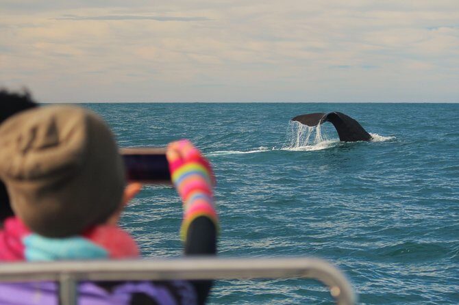 Whale Watching in Kaikoura by Boat - Who Should Book This Tour?  