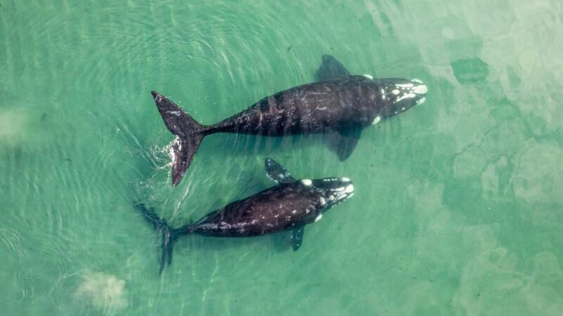 Whale Watching in La Paz  Gray Whale Encounter - An Introduction to the Gray Whale Encounter Tour