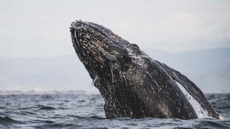 Whale Watching in La Paz  Gray Whale Encounter - Who Is This Tour Best For?