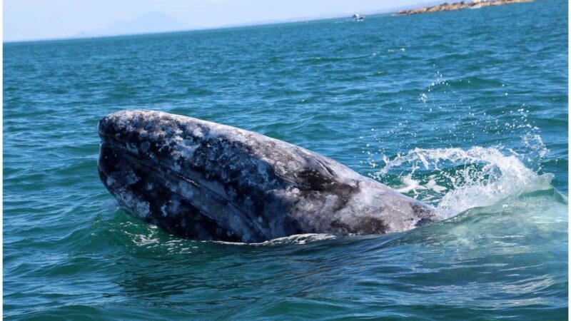 Whale Watching in La Paz  Gray Whale Encounter - The Value of This Tour