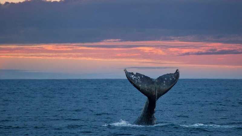 Whale Watching in La Paz  Gray Whale Encounter - Practical Tips for Travelers