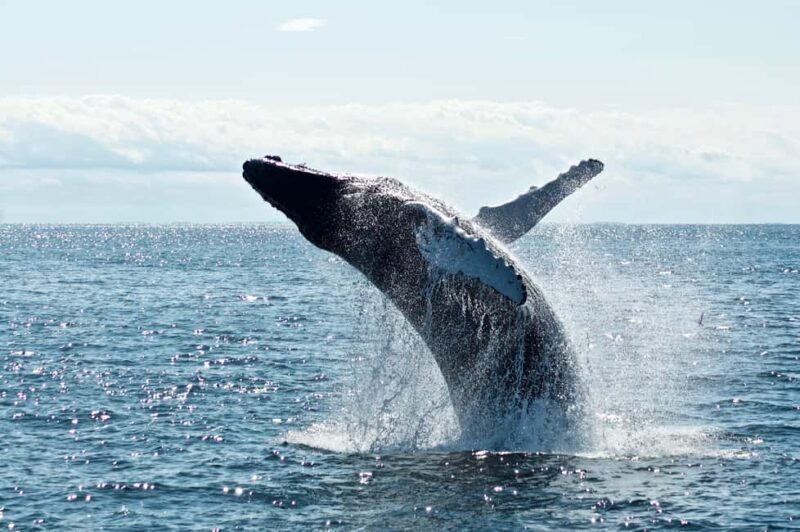 Whale Watching in La Paz  Gray Whale Encounter - FAQ
