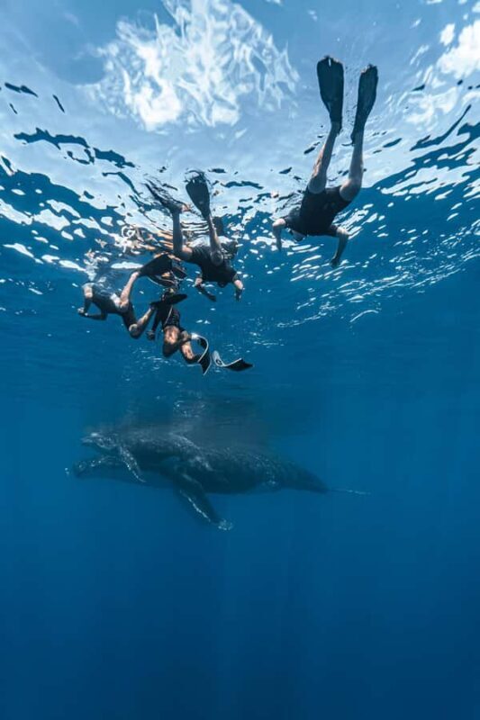 Whale Watching in Moorea  Half-Day Private Tour - Key Points