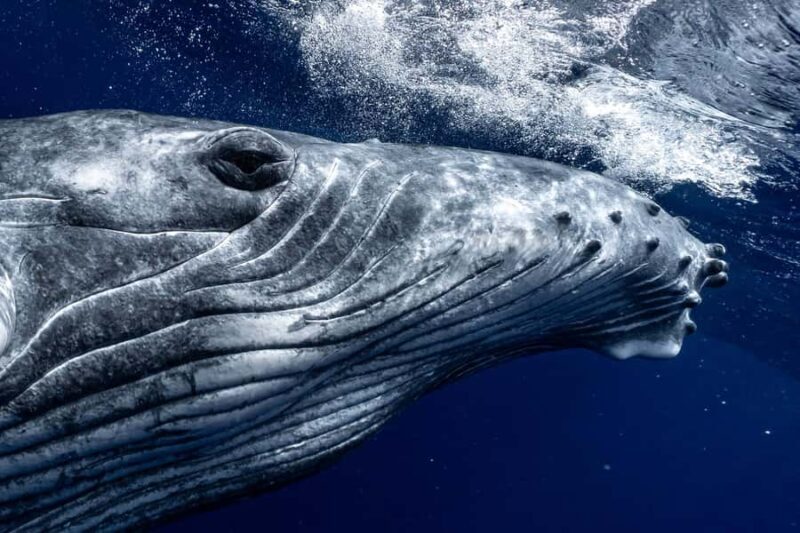 Whale Watching in Moorea  Half-Day Private Tour - Frequently Asked Questions (FAQ)