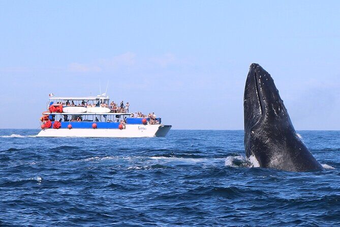 Whale Watching in Puerto Vallarta - An Introduction to Puerto Vallarta Whale Watching