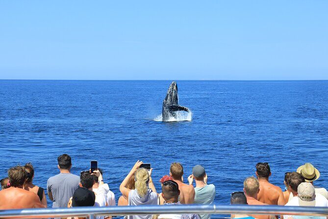 Whale Watching in Puerto Vallarta - Authentic Experiences from Travelers