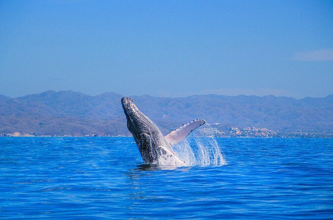 Whale Watching in Puerto Vallarta - The Sum Up