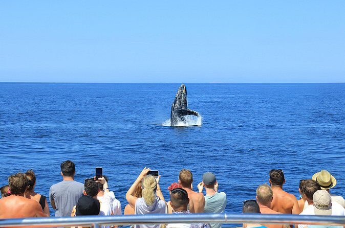 Whale Watching in Puerto Vallarta - FAQ