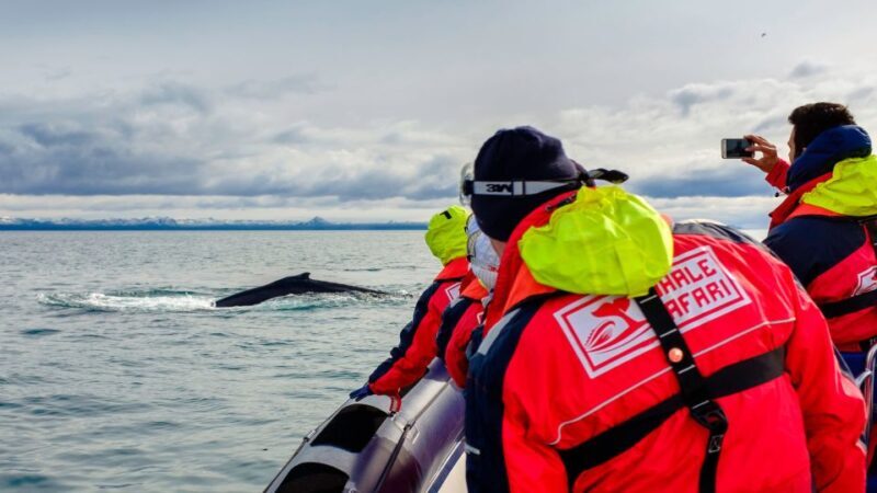 Whale Watching in Reykjavik by Speedboat - Who Would Love This Tour?