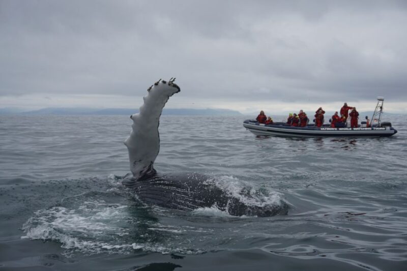 Whale Watching in Reykjavik by Speedboat - Frequently Asked Questions