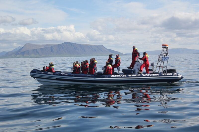 Whale Watching in Reykjavik by Speedboat - Final Thoughts