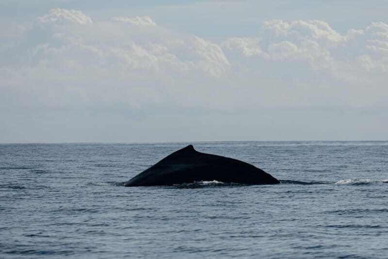 Whale Watching in San Jose del Cabo - An In-Depth Look at the Tour Experience