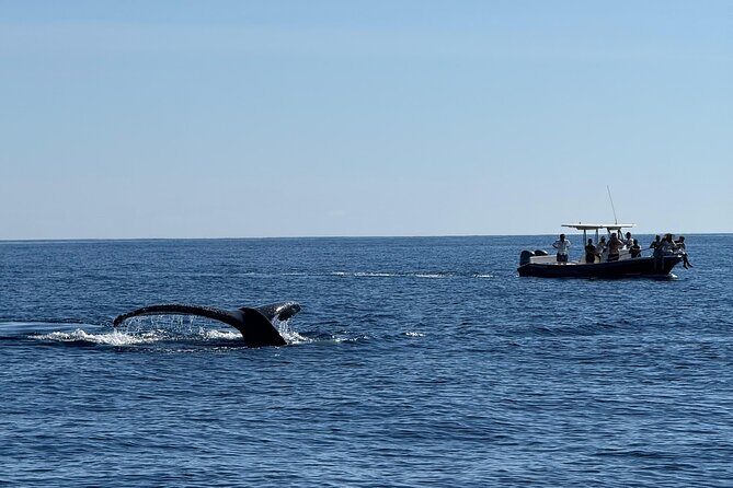 Whale Watching in San Jose del Cabo - Why We Love This Whale Watching Tour