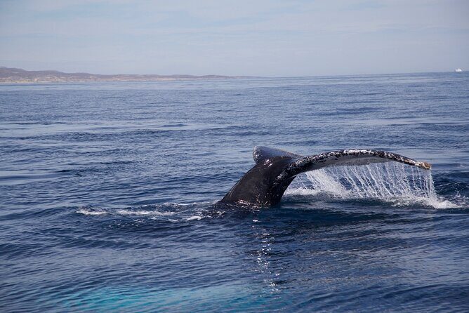 Whale Watching in San Jose del Cabo - The Bottom Line