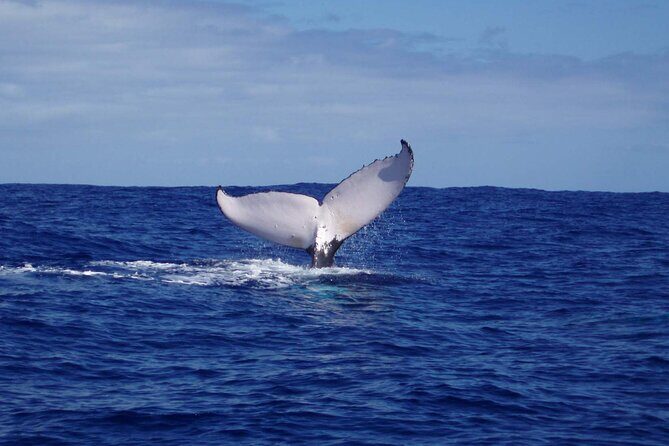 Whale watching in the calm of the peninsula with Ttahi tours - The Practicalities: Cost, Duration, and Booking
