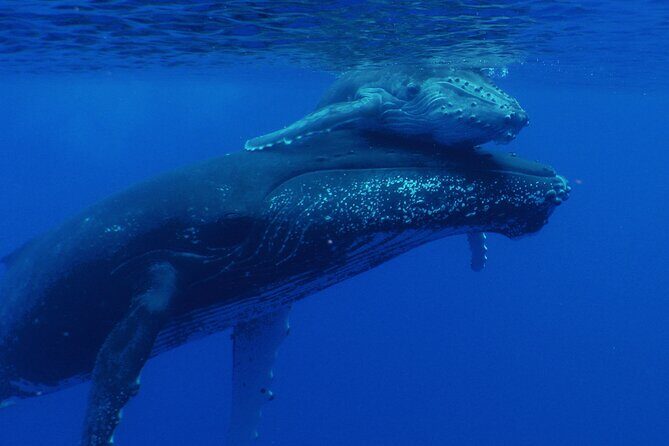 Whale watching in the calm of the peninsula with Ttahi tours - FAQ
