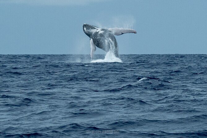Whale Watching Moorea (non-swimming) - Who Will Love This Experience?