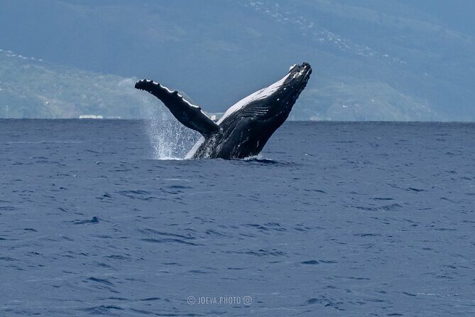 Whale Watching Moorea (non-swimming) - Frequently Asked Questions