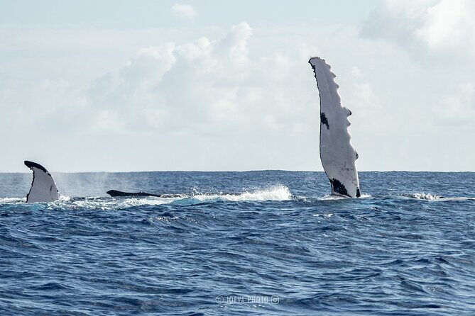Whale Watching Moorea (non-swimming) - Final Thoughts
