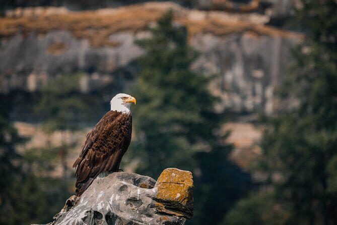 Whale Watching Nanaimo Open Boat Tour - What to Expect from the Whale Watching Nanaimo Experience