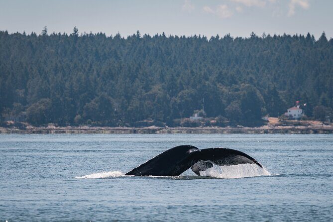 Whale Watching Nanaimo Open Boat Tour - Final Thoughts