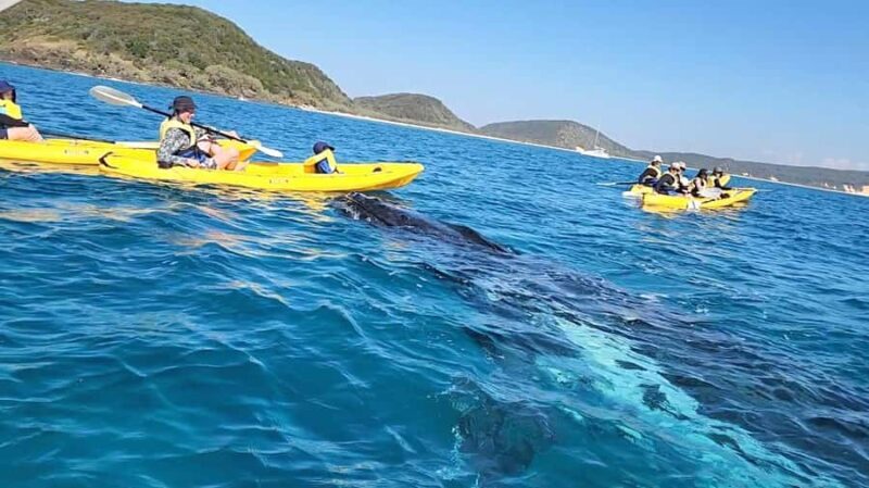 Whale Watching Ocean Kayak + Great Beach Drive Adventure - Key Points