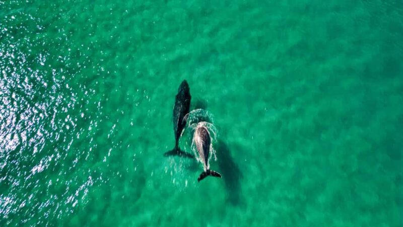 Whale Watching Ocean Kayak + Great Beach Drive Adventure - The Sum Up