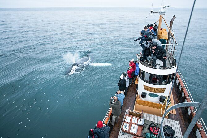 Whale Watching on board a Traditional Oak Boat from Árskógssandur - Whale Watching on Board a Traditional Oak Boat from Árskógssandur: An In-Depth Review