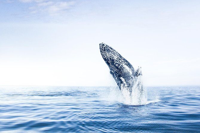 Whale Watching on board a Traditional Oak Boat from Árskógssandur - The Experience in Detail