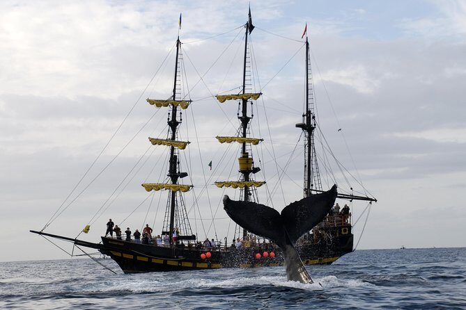 Whale-Watching Pirate Ship Cruise in Los Cabos - Group Size, Comfort, and Accessibility