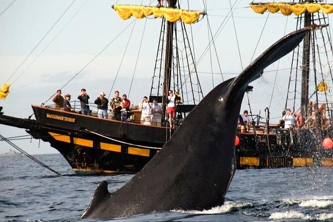 Whale-Watching Pirate Ship Cruise in Los Cabos - The Sum Up