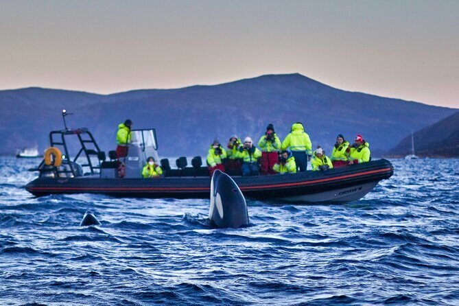 Whale Watching RIB Boat Tour in Skjervoy from Tromso - In-Depth Tour Breakdown