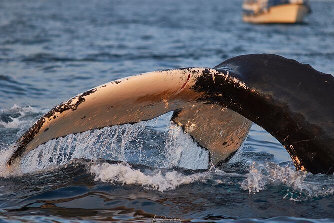 Whale Watching RIB Boat Tour in Skjervoy from Tromso - FAQ