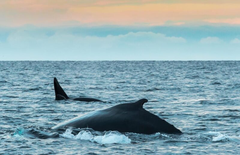 Whale Watching RIB Safari at Skjervøy - Key Points