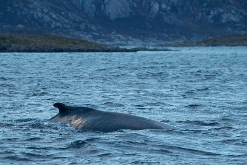 Whale Watching RIB Safari at Skjervøy - Starting Points and Logistics