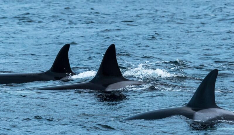 Whale Watching RIB Safari at Skjervøy - Wildlife Encounters and Arctic Scenery