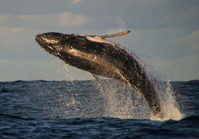 Whale Watching Safari Byron Bay - The Experience: Comfort, Safety, and Personal Touch