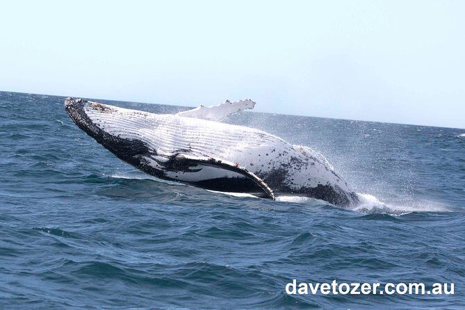 Whale Watching Sailing Experience in Sydney - FAQ