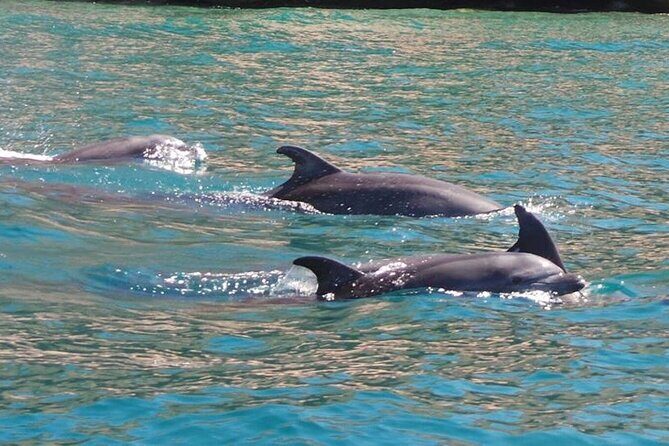 Whale Watching Snorkel Combo - Final Thoughts: Who Will Love This Tour?