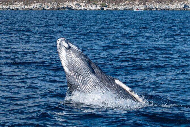 Whale Watching & Snorkeling Combo in Los Cabos with Photos Included - Introduction: What to Expect from This Cabo Adventure