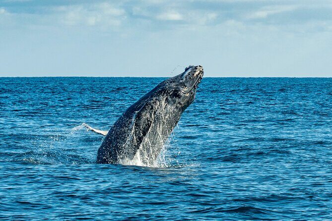 Whale Watching & Snorkeling Combo in Los Cabos with Photos Included - The Experience: What Real Travelers Are Saying
