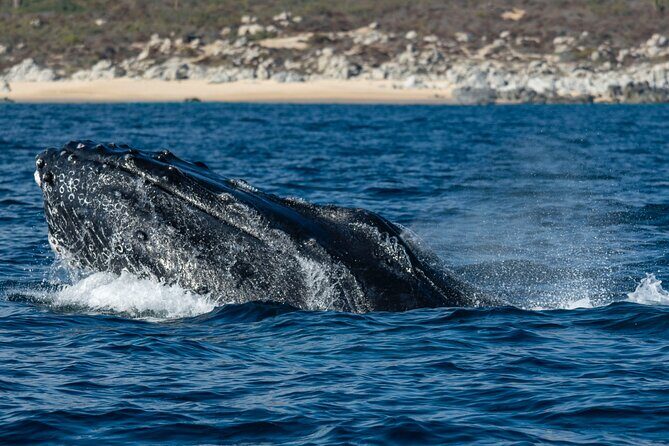 Whale Watching & Snorkeling Combo in Los Cabos with Photos Included - Final Thoughts: Who Will Love This Experience?