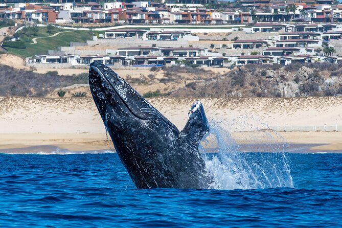 Whale Watching & Snorkeling Combo in Los Cabos with Photos Included - FAQs