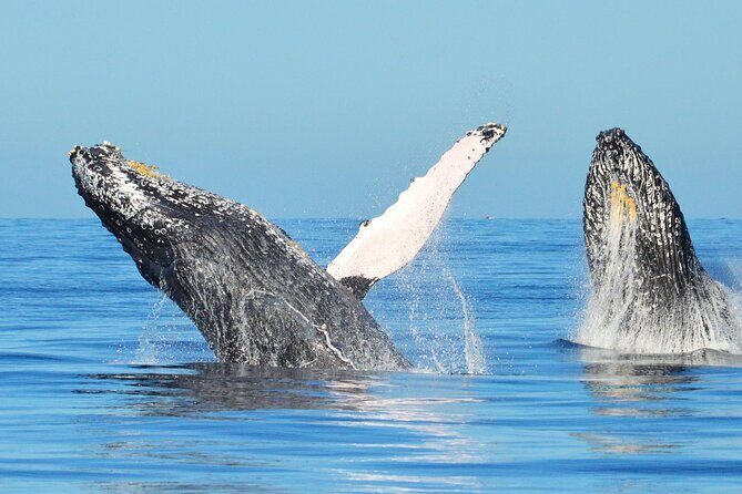 Whale Watching & Snorkeling Private Yacht Tour Cabo with Food & Drinks - Final Thoughts