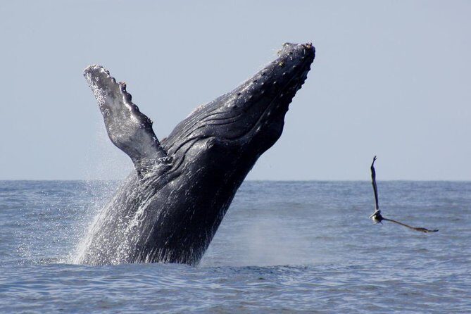 Whale Watching The Best Of Puerto Vallarta - What to Expect from the Tour